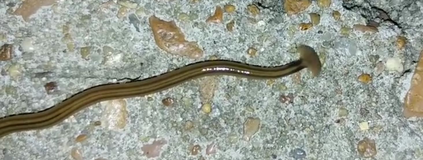 Shovel-head worm – darrellbarnes.blog