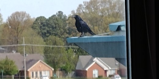 Crow behavior and habits (mine too) – darrellbarnes.blog