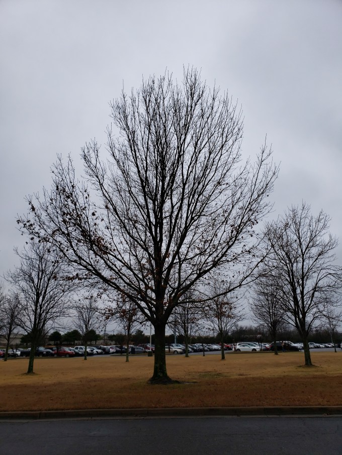 Oak #1 – darrellbarnes.blog