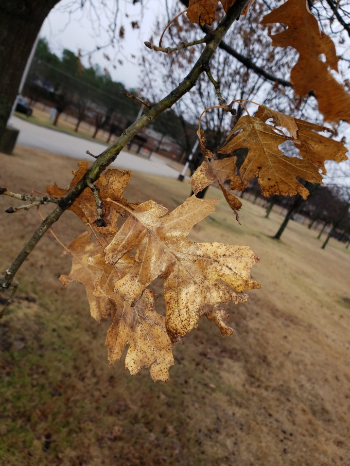 Oak #1 – darrellbarnes.blog