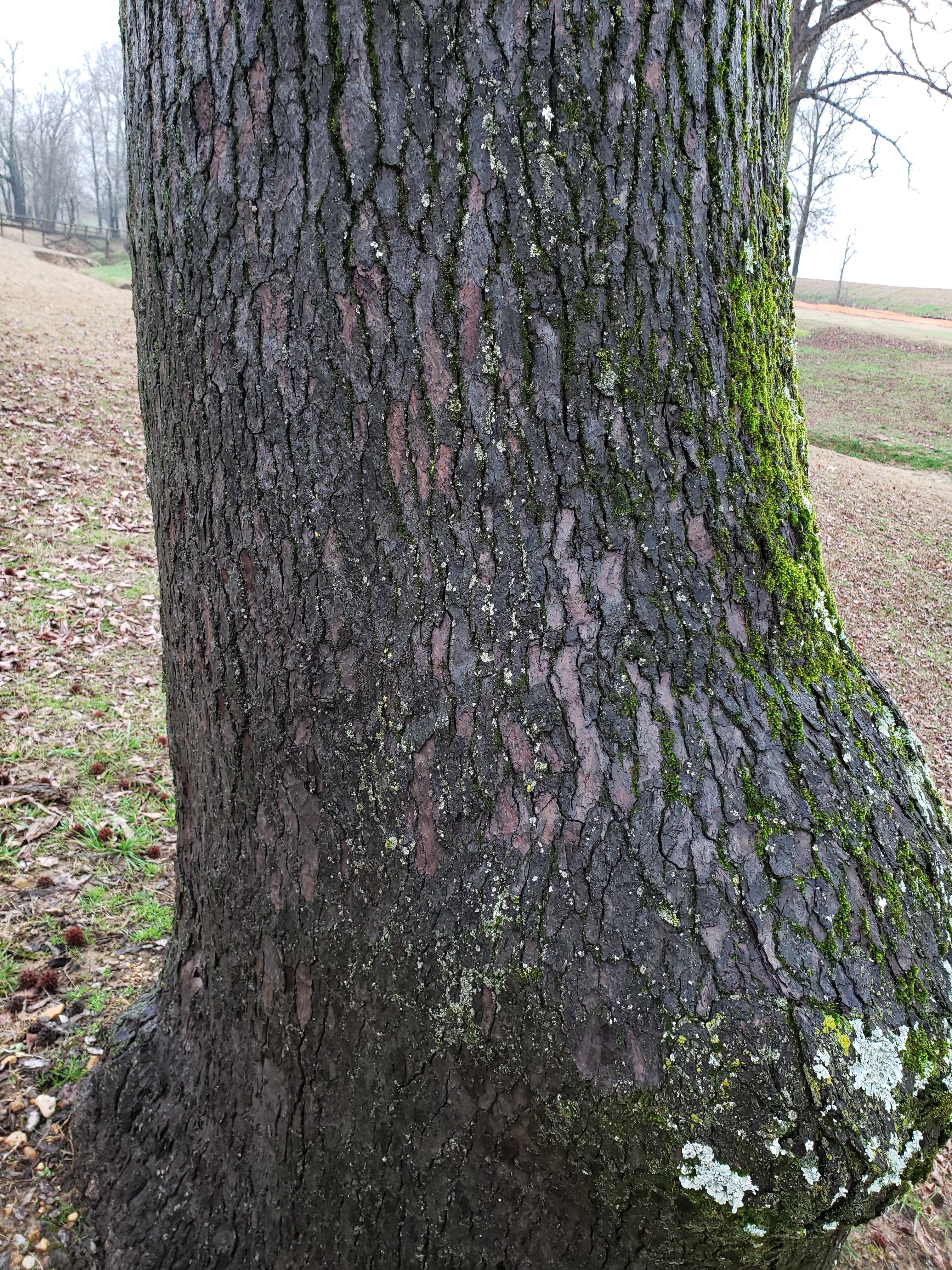 Sweetgum – darrellbarnes.blog