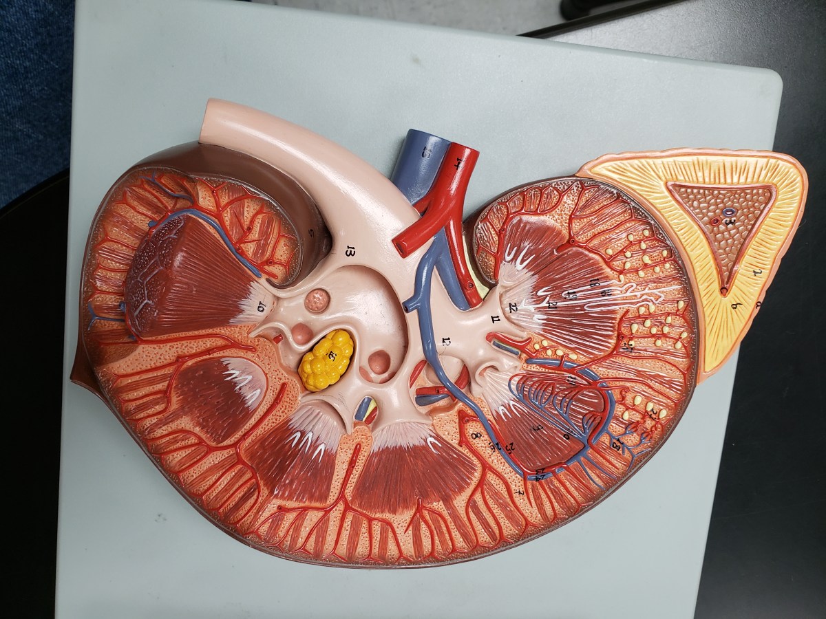 Kidney model(s) module – darrellbarnes.blog
