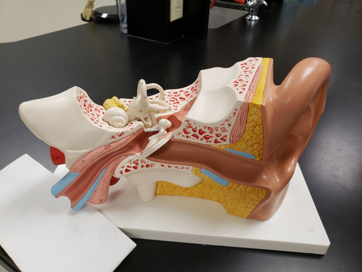 Ear model module – darrellbarnes.blog