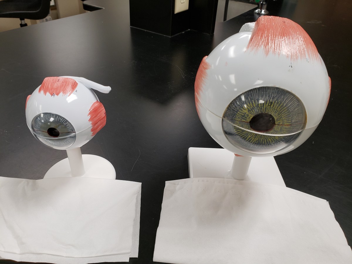 Eye Model module – darrellbarnes.blog