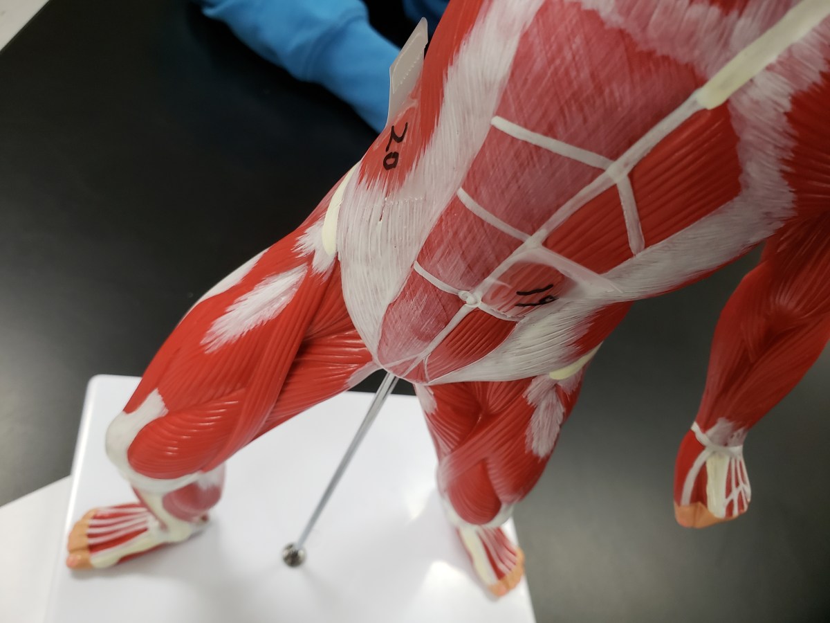 Muscle model identification module – darrellbarnes.blog