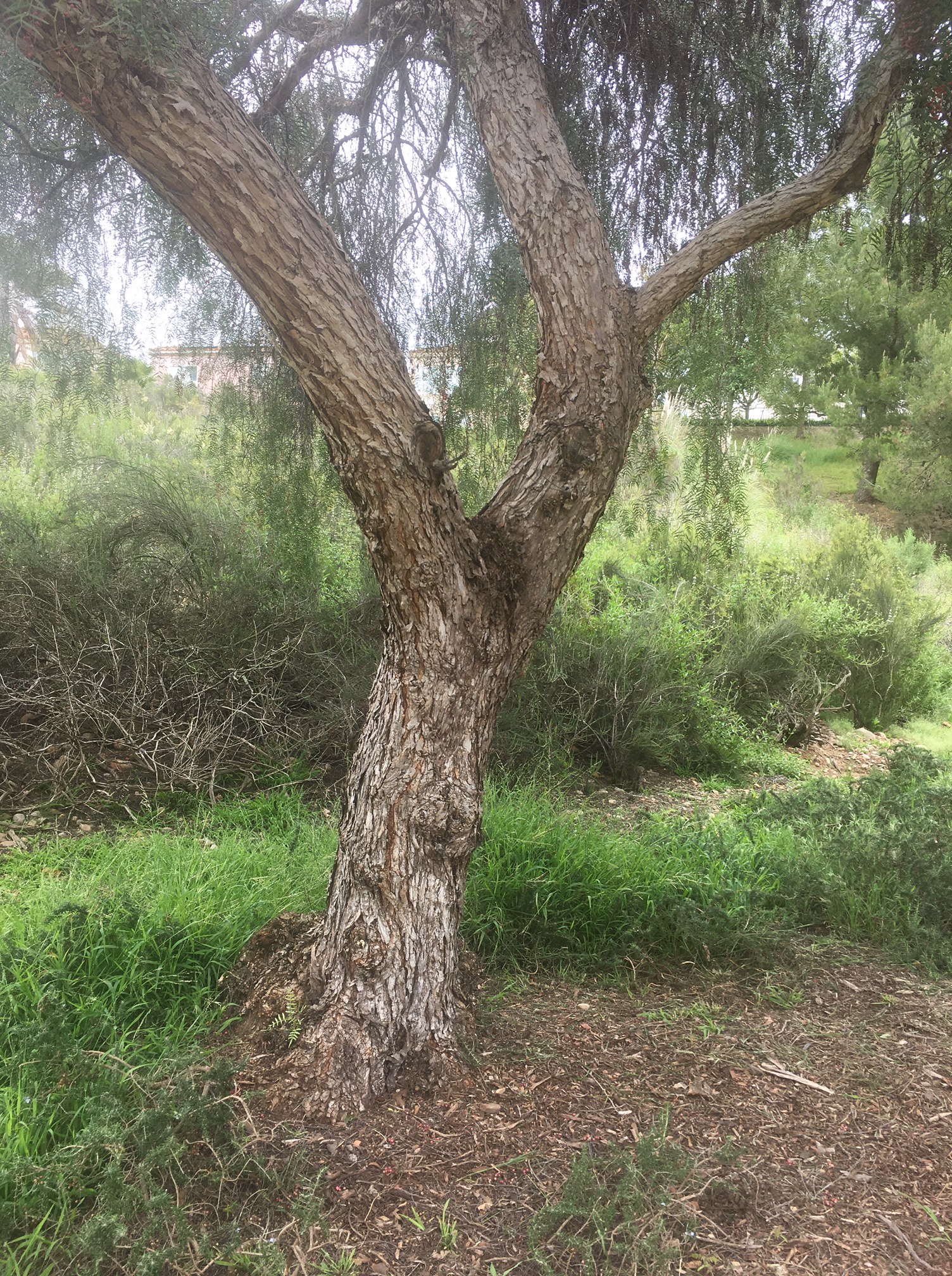 Peppercorn tree – darrellbarnes.blog