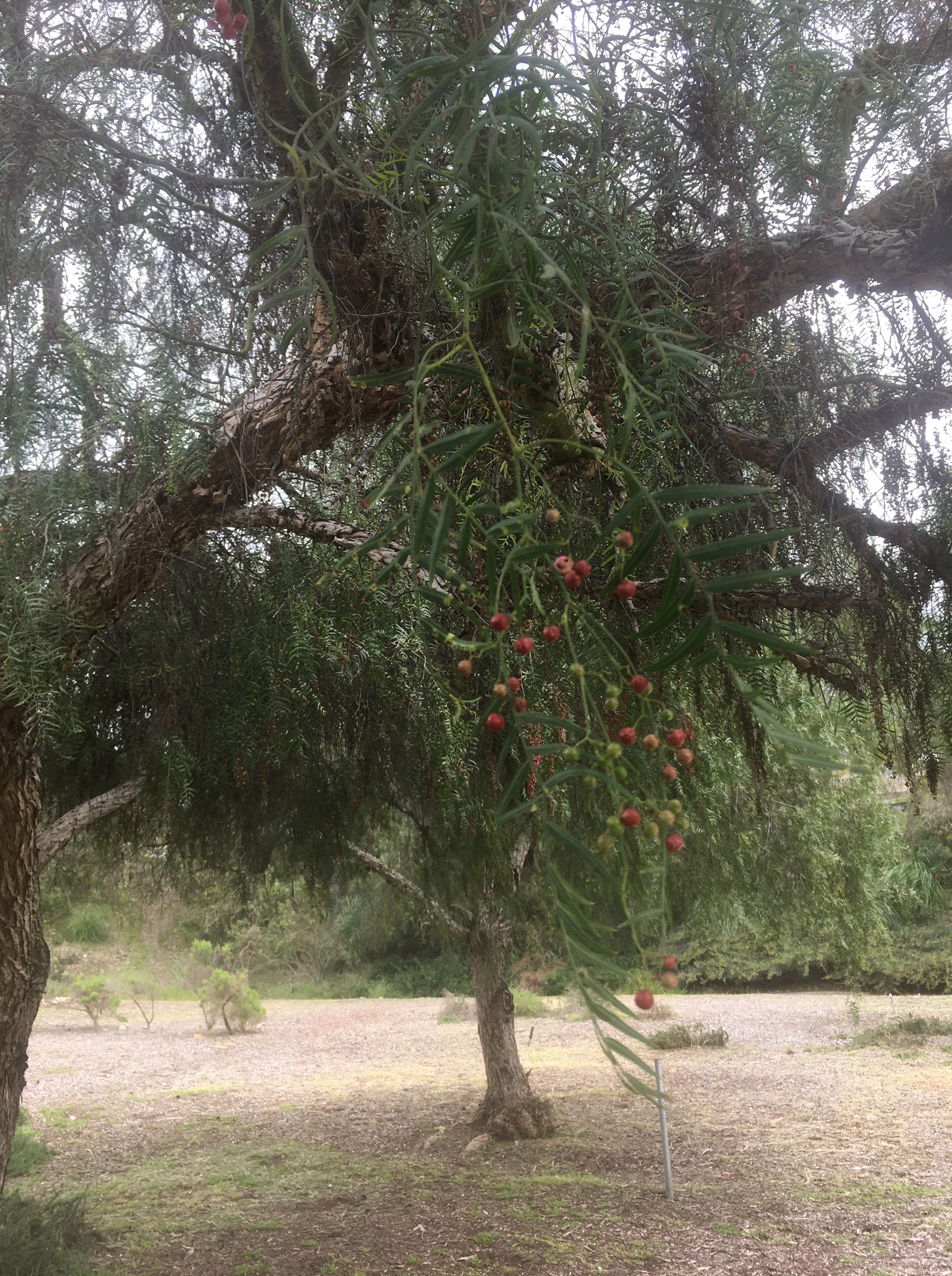 Peppercorn tree – darrellbarnes.blog