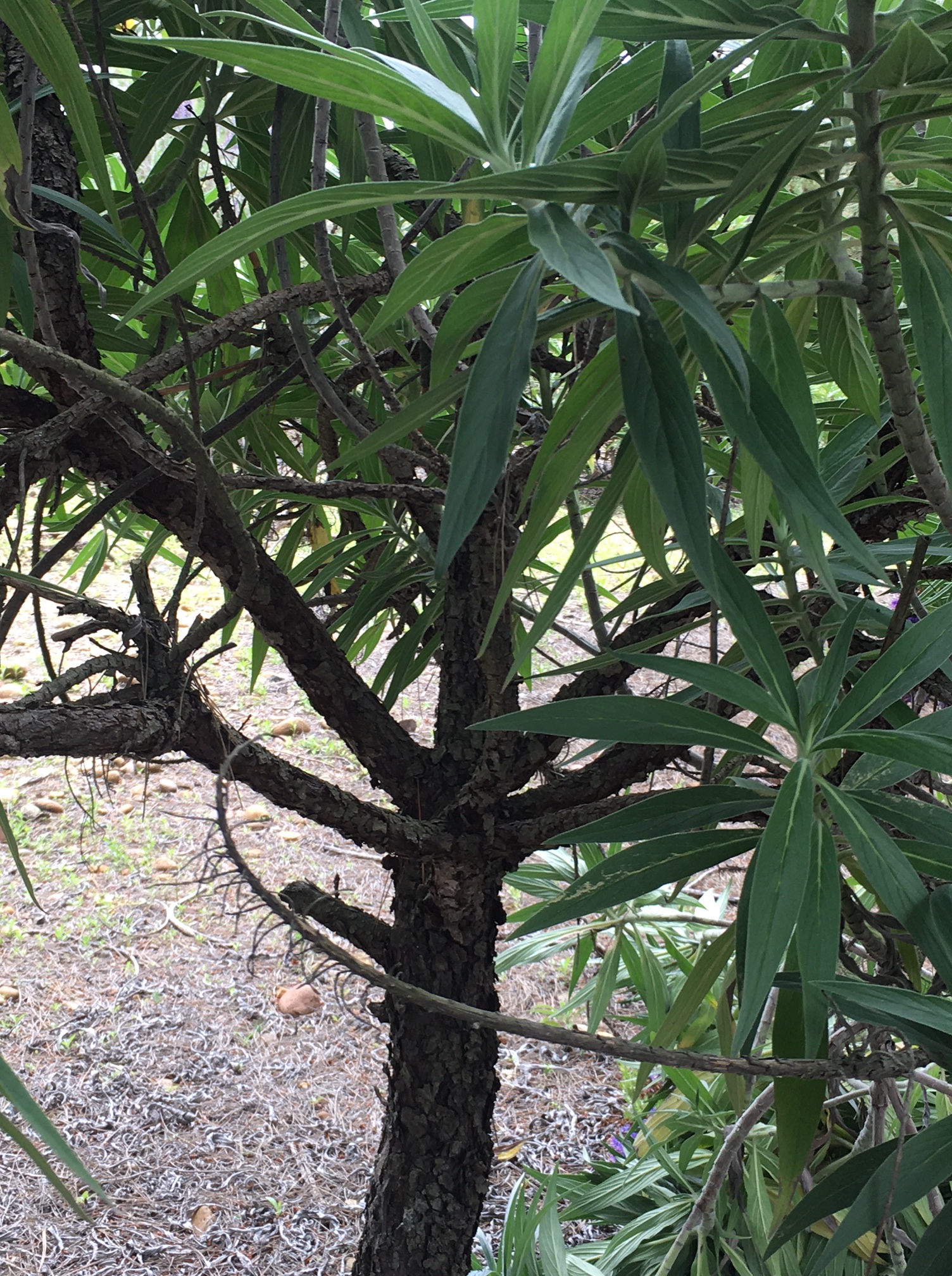 Pride of Medeira tree – darrellbarnes.blog