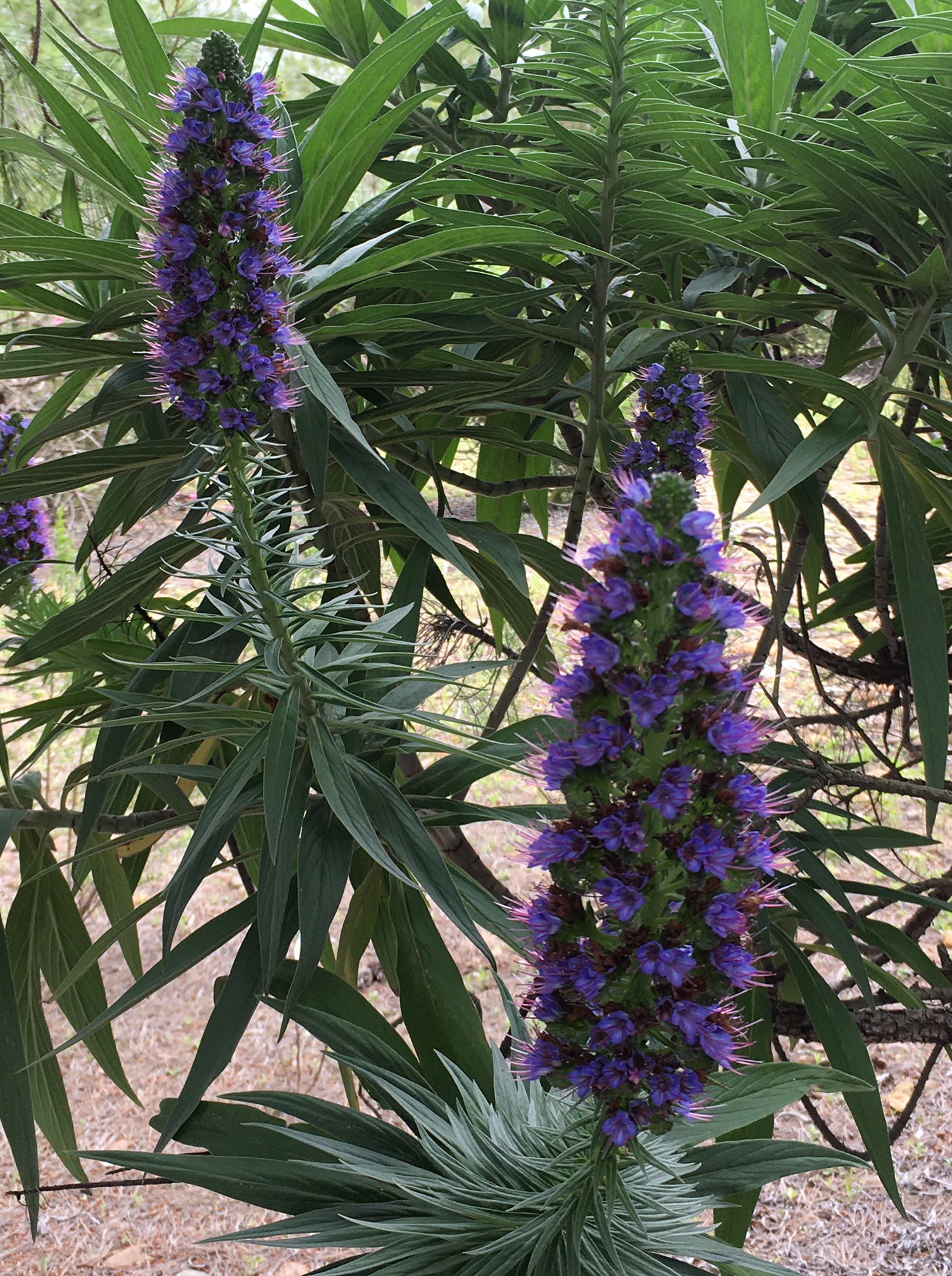 Pride of Medeira tree – darrellbarnes.blog