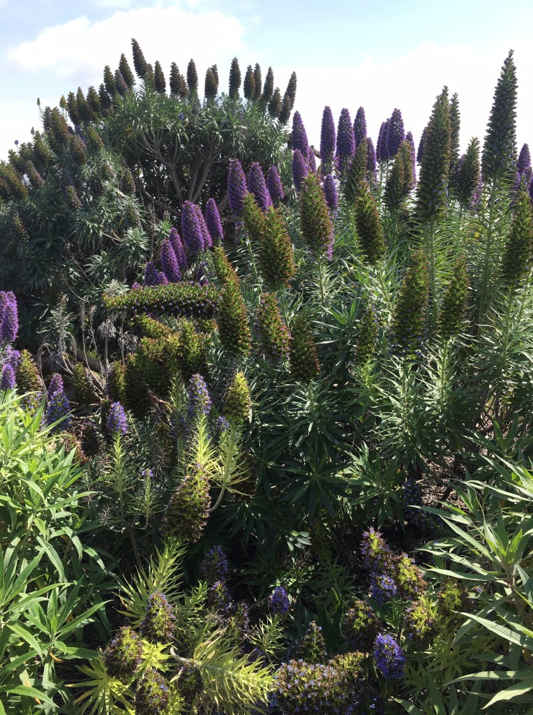 Pride of Medeira tree – darrellbarnes.blog