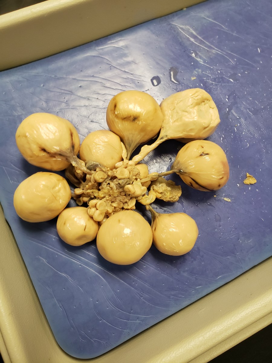 Assorted dissections – darrellbarnes.blog